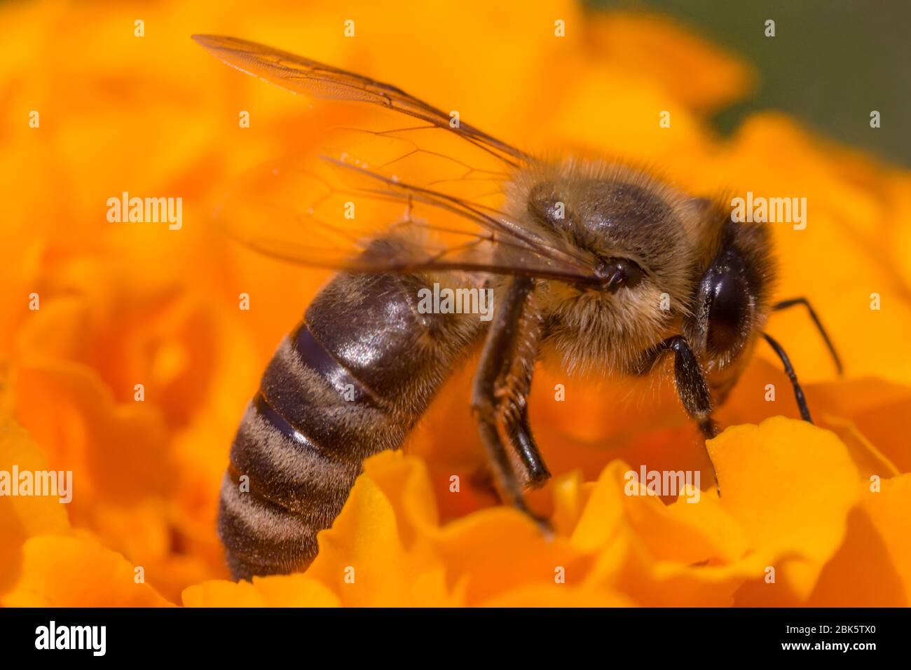close up of bee gathering pollen on marigold flower Stock Photo - Alamy
