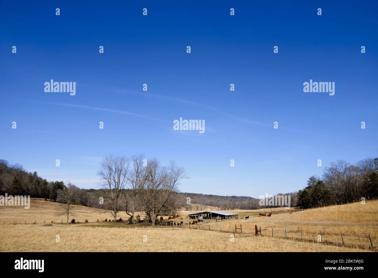 Cattle farm in Alabama USA Stock Photo - Alamy