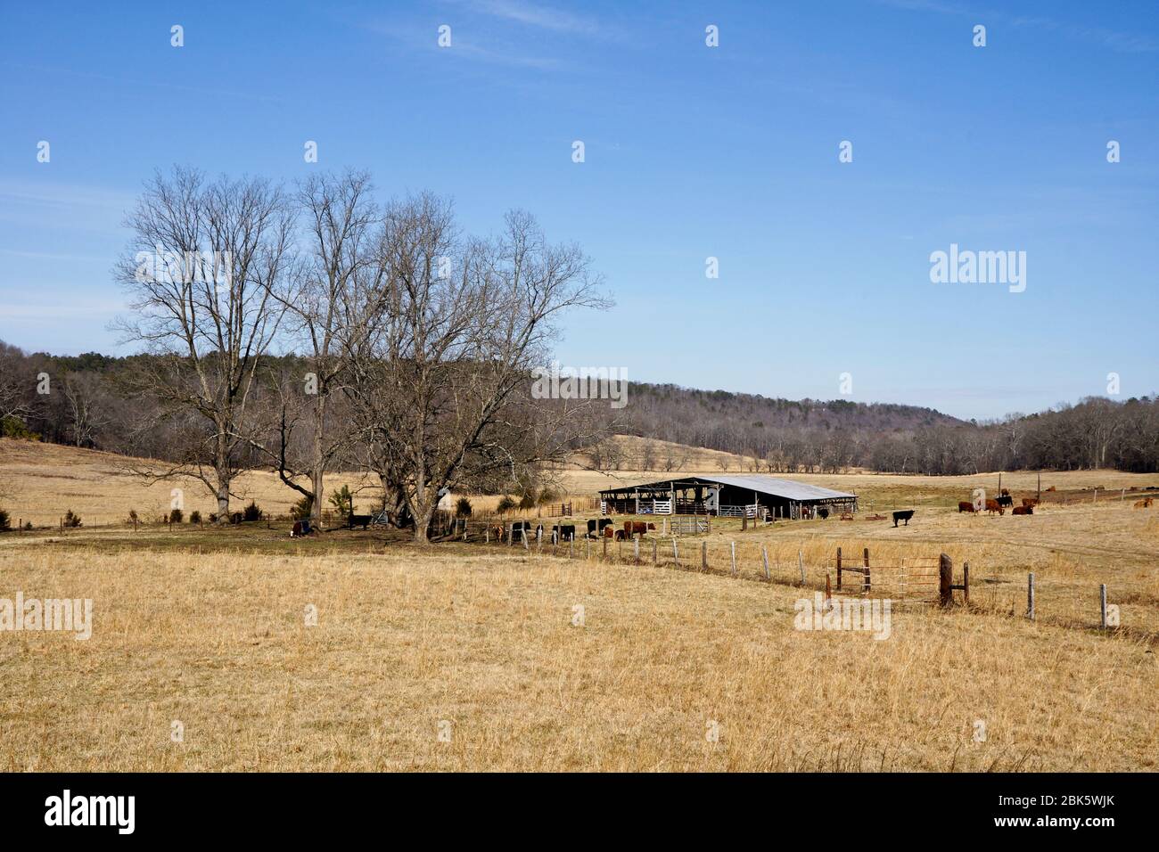 Cattle farm in Alabama USA Stock Photo - Alamy