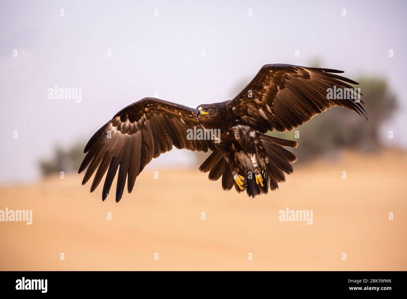 Greater spotted eagle hi-res stock photography and images - Alamy