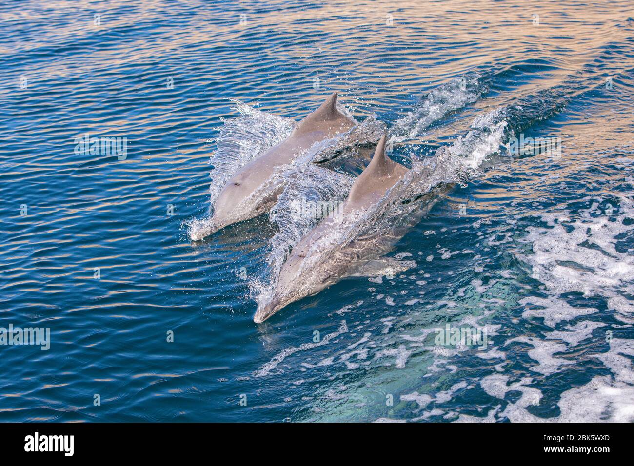 Indo pacific humpback dolphin hi-res stock photography and images - Alamy
