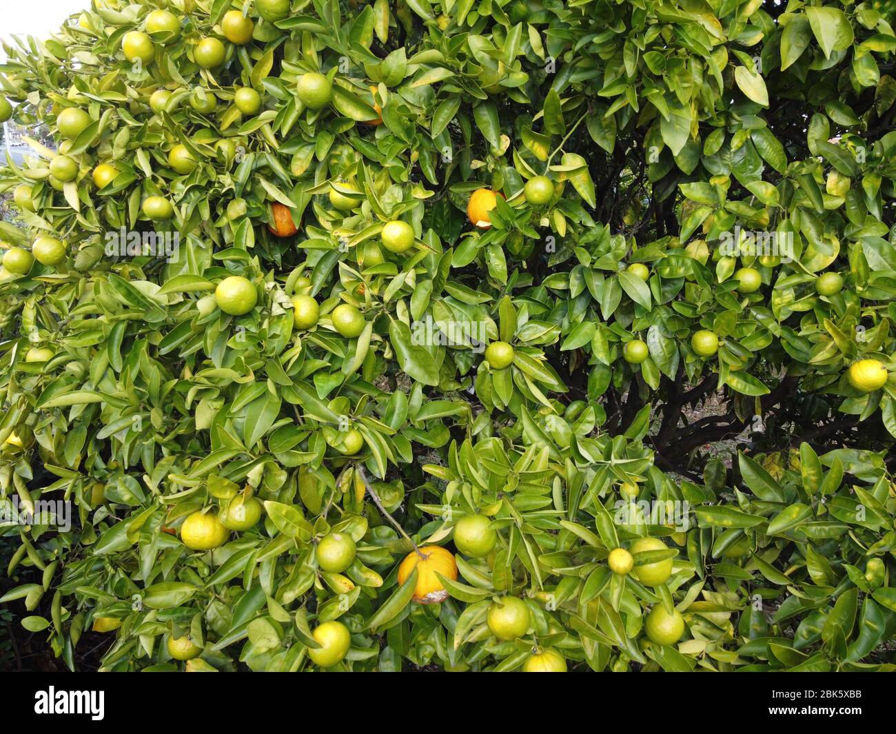 Orange tree full of unripe fruits Stock Photo - Alamy