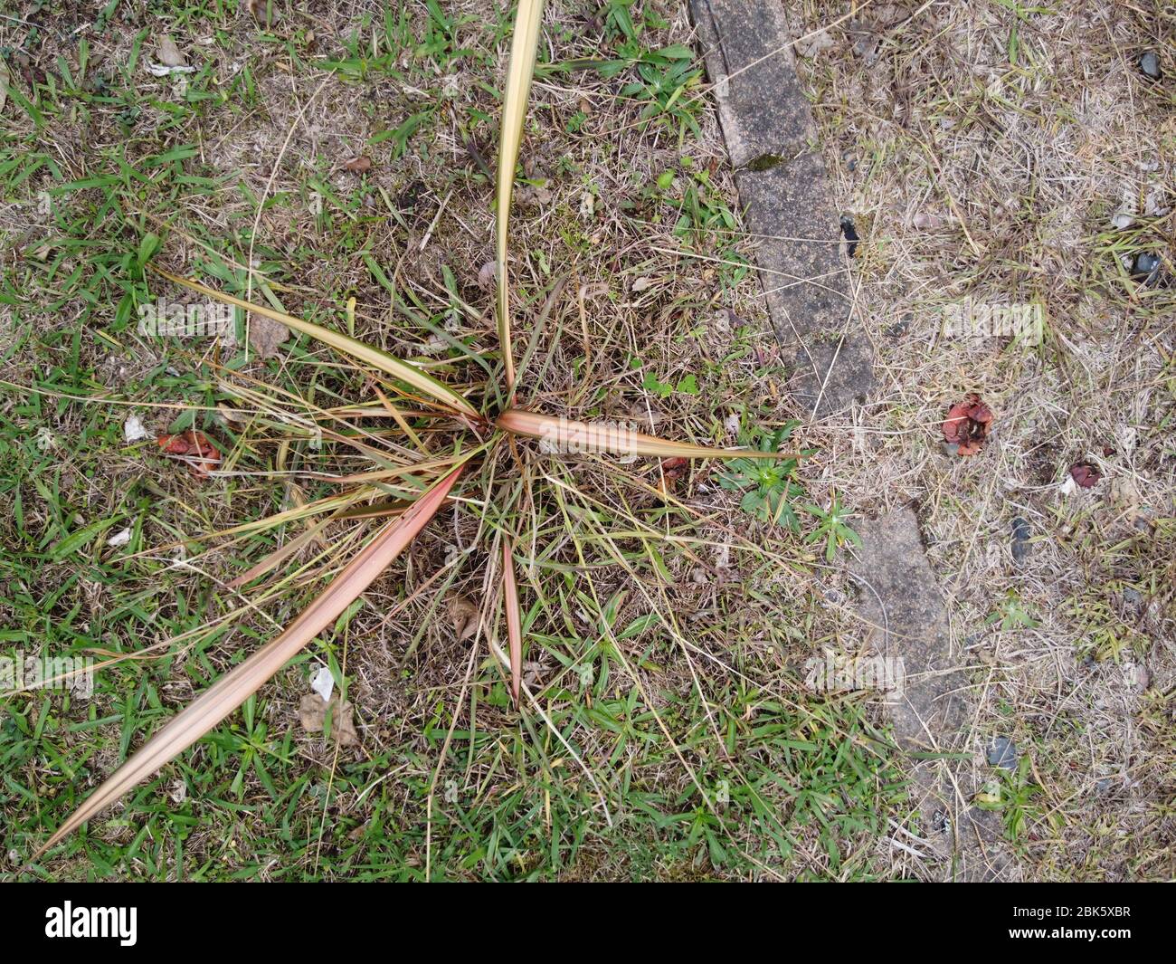 Flax plant hi-res stock photography and images - Alamy