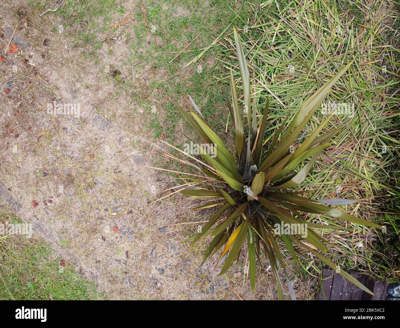 Flax plant hi-res stock photography and images - Alamy