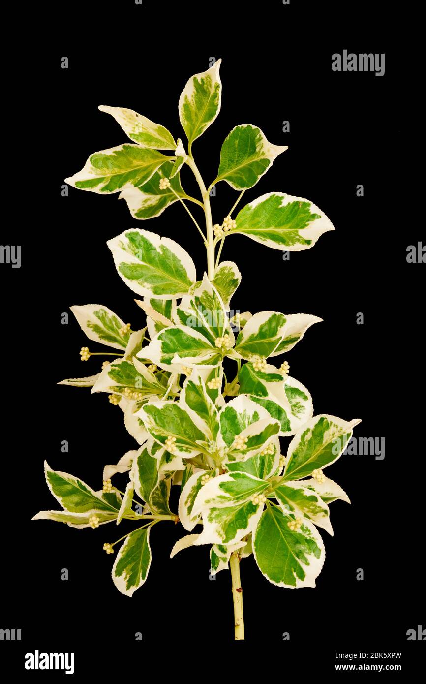 Plant sprig hi-res stock photography and images - Alamy