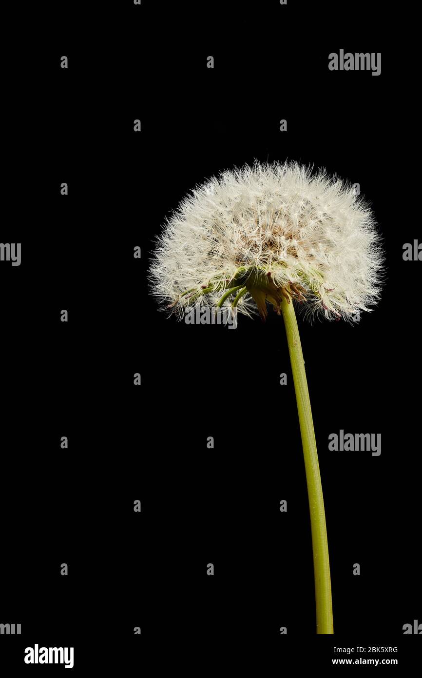 Intricate pattern arrangement of a semi-circular shaped decicate flower ...