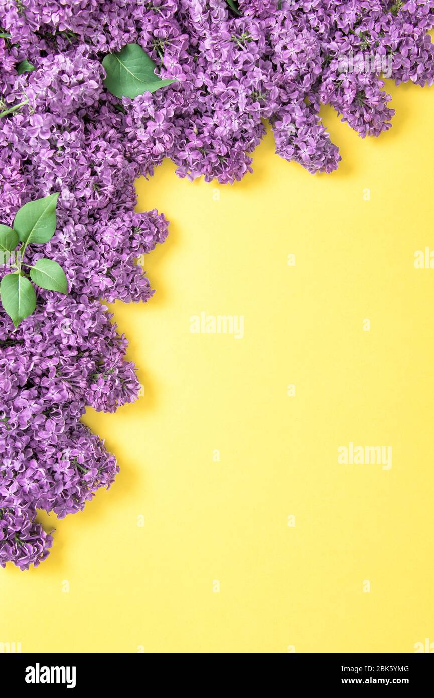 Spring lilac flowers on yellow background. Floral border Stock Photo ...