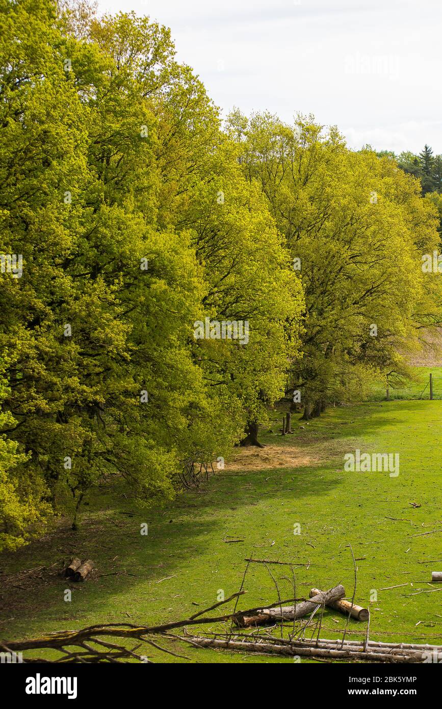 Aerial View of trees in the forest Stock Photo - Alamy