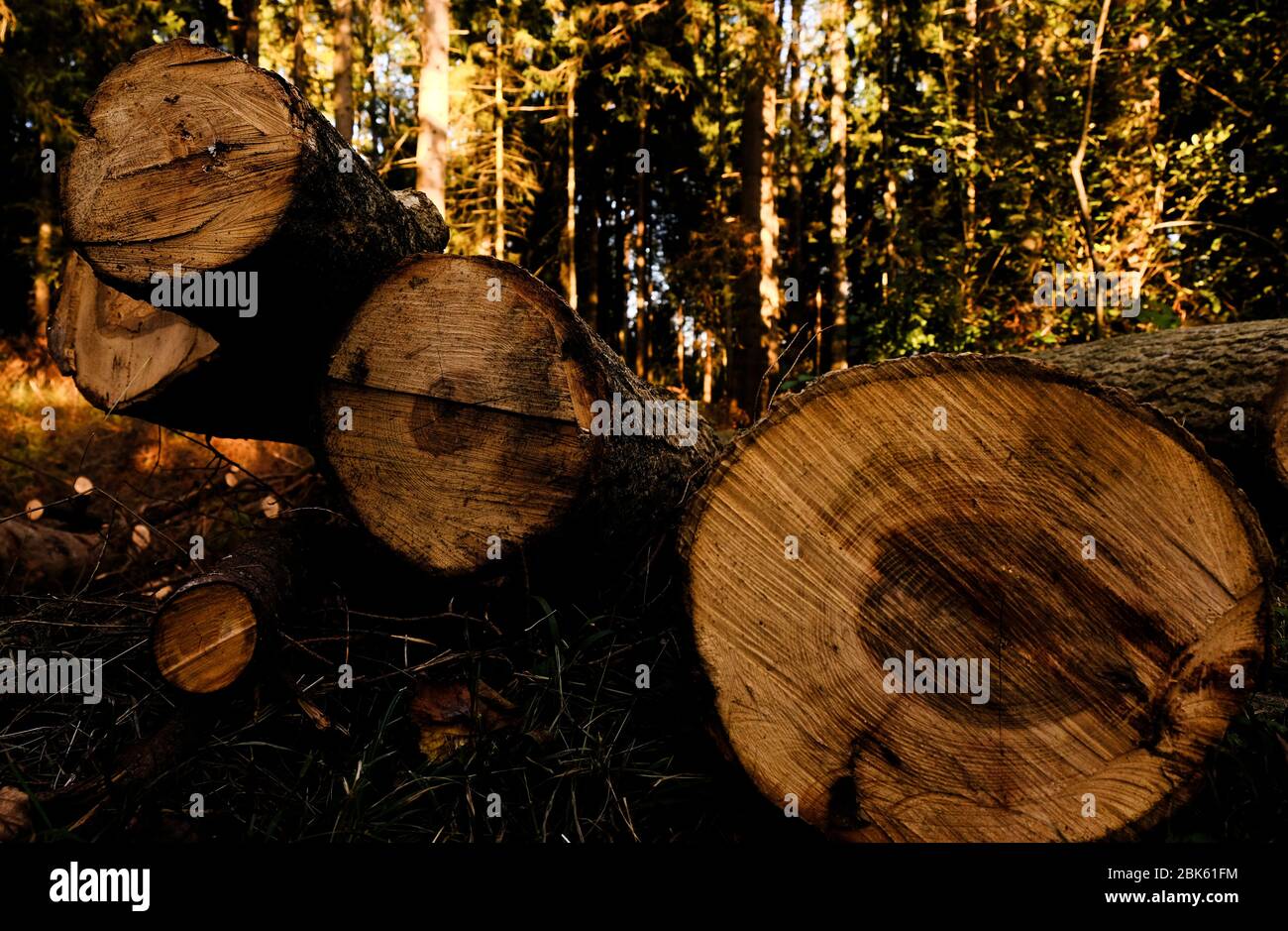 Cutted trees in a forest, trunk Stock Photo - Alamy
