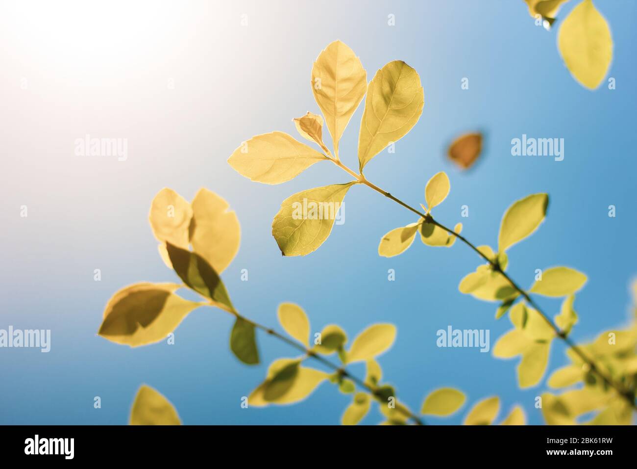 Golden dew drop duranta repens hi-res stock photography and images - Alamy