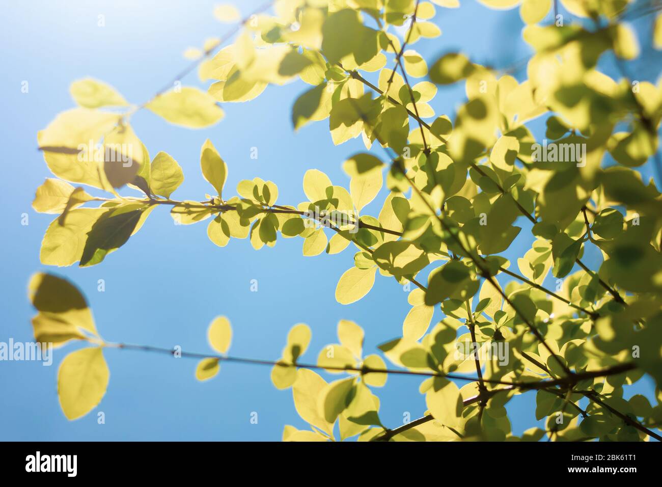 Duranta repens hi-res stock photography and images - Alamy