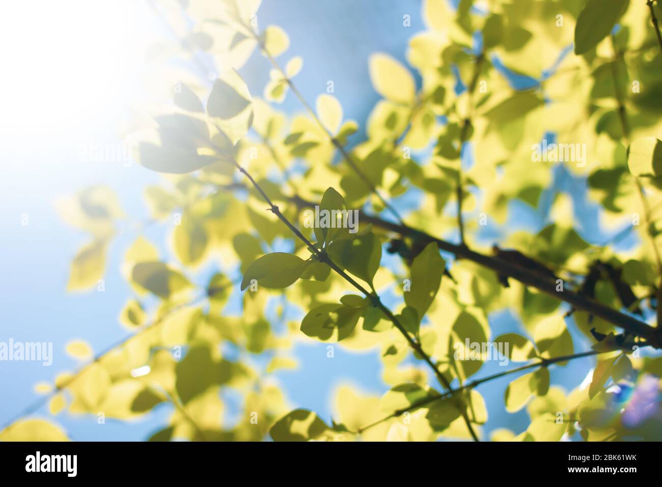 Golden dew drop duranta repens hi-res stock photography and images - Alamy