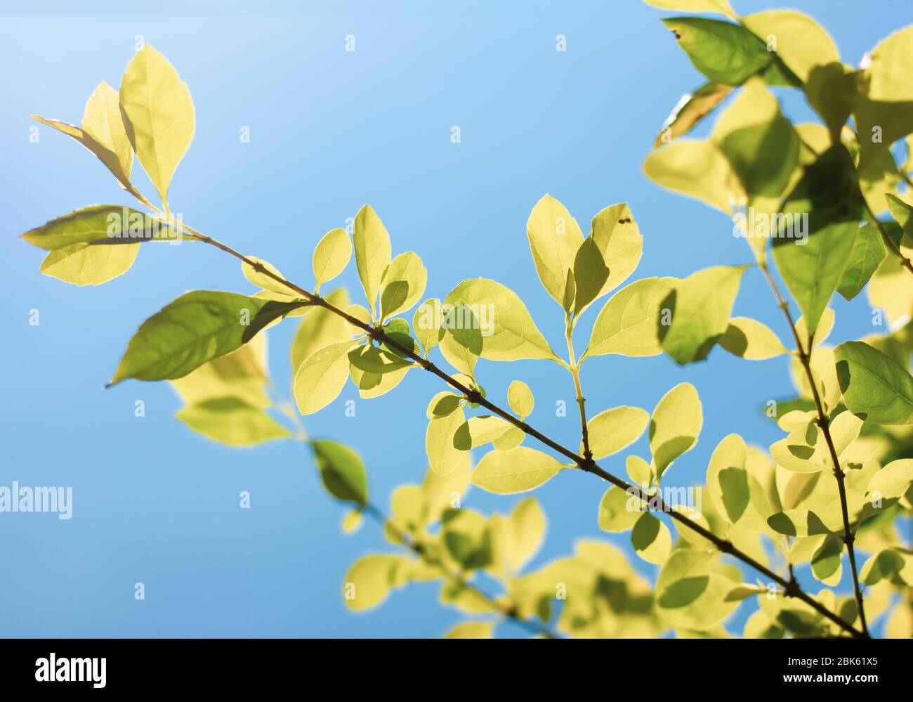 Golden dew drop duranta repens hi-res stock photography and images - Alamy