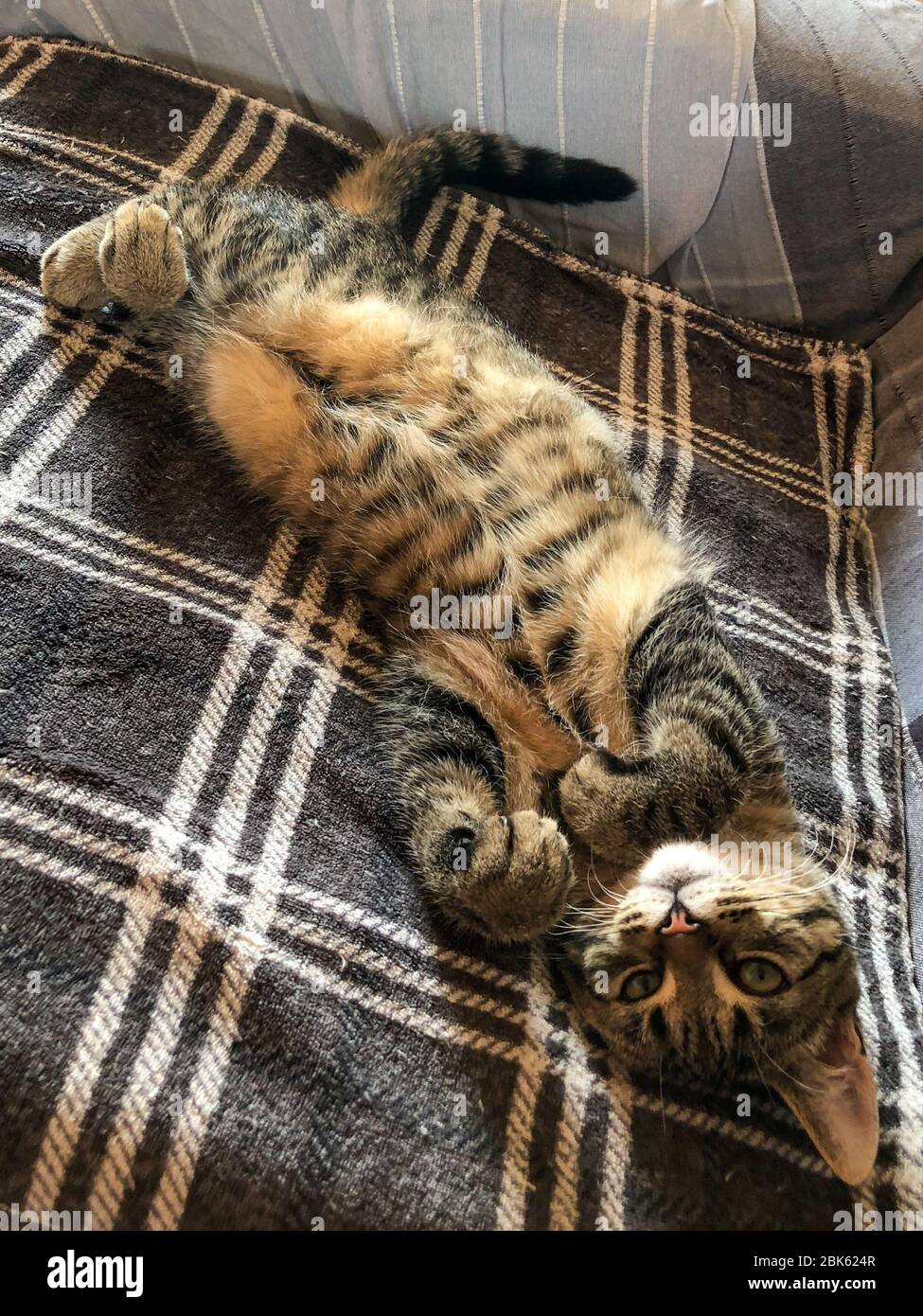 Young happy cat wake up Stock Photo - Alamy