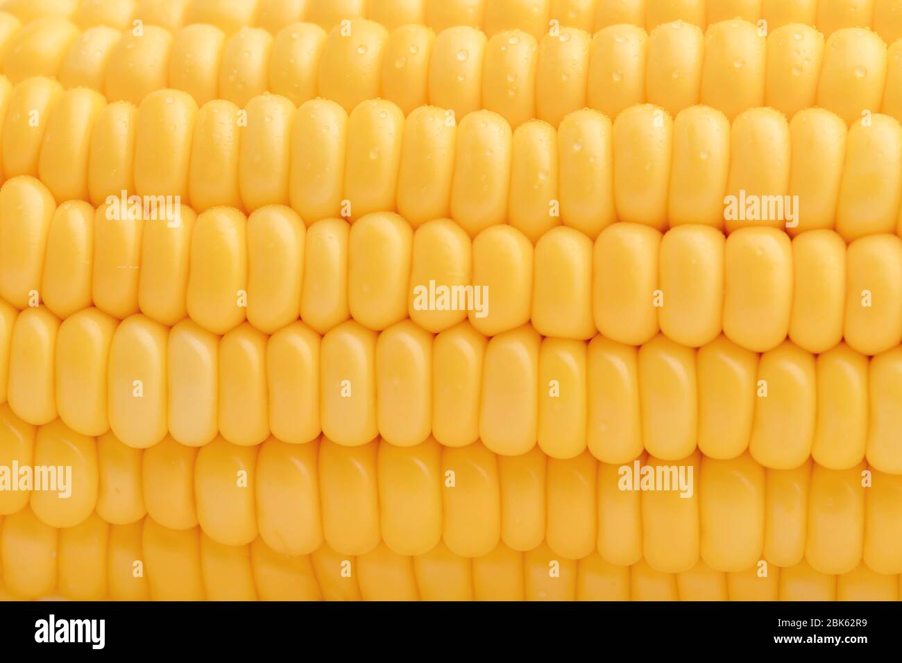Close-up seeds of sweet corn in a row. A drop of water on the yellow ...