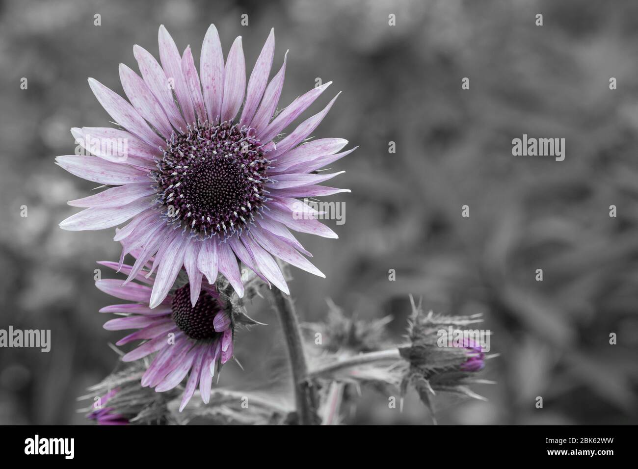 Colorsplash of purple berkheya (berkheya purpurea) flowers in bloom Stock Photo - Alamy