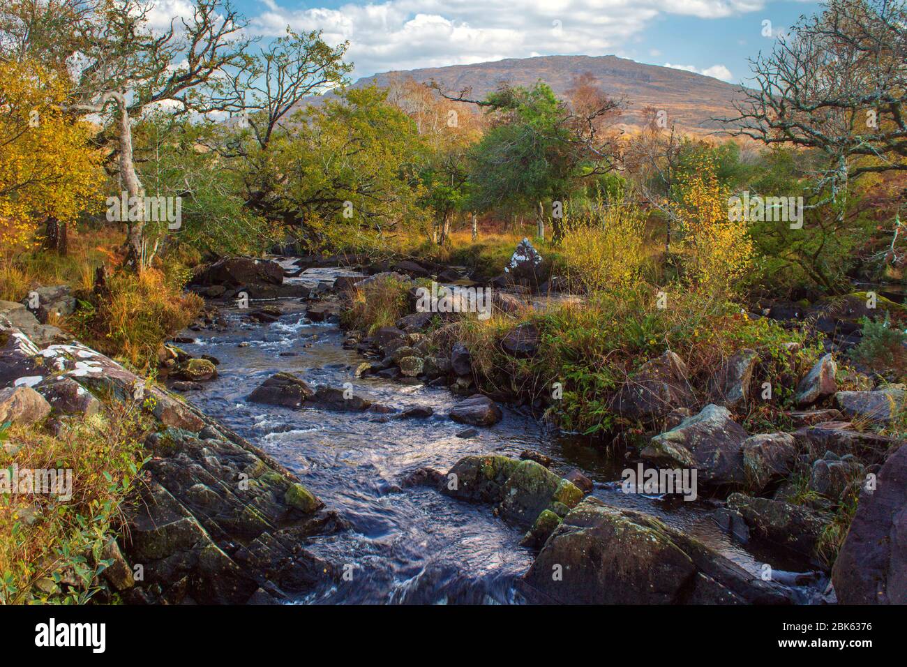 Vegetation in autumn hi-res stock photography and images - Alamy