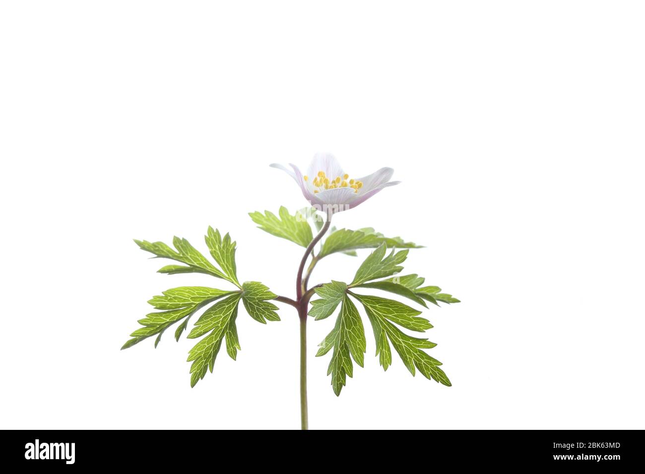 Spring blooming perennial plant Cut Out Stock Images & Pictures - Alamy