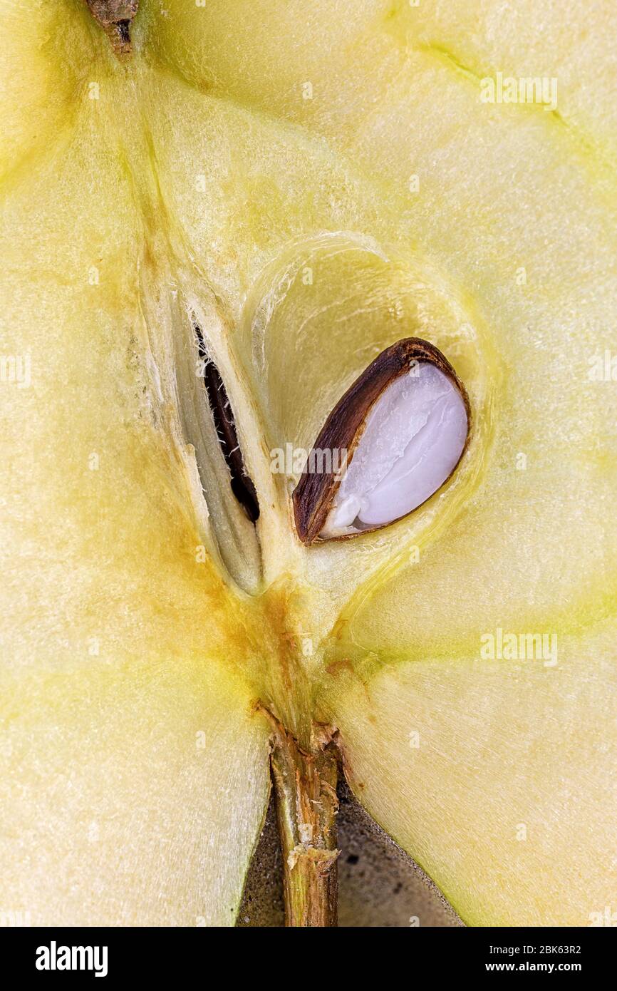 Green apple cut in half hi-res stock photography and images - Alamy