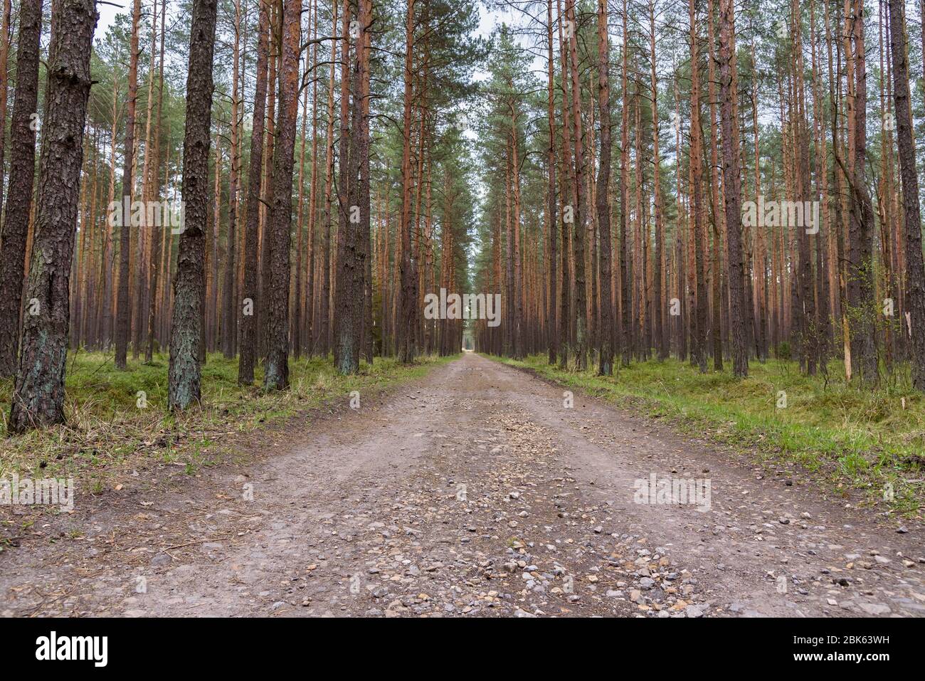Dirt road through woods hi-res stock photography and images - Alamy
