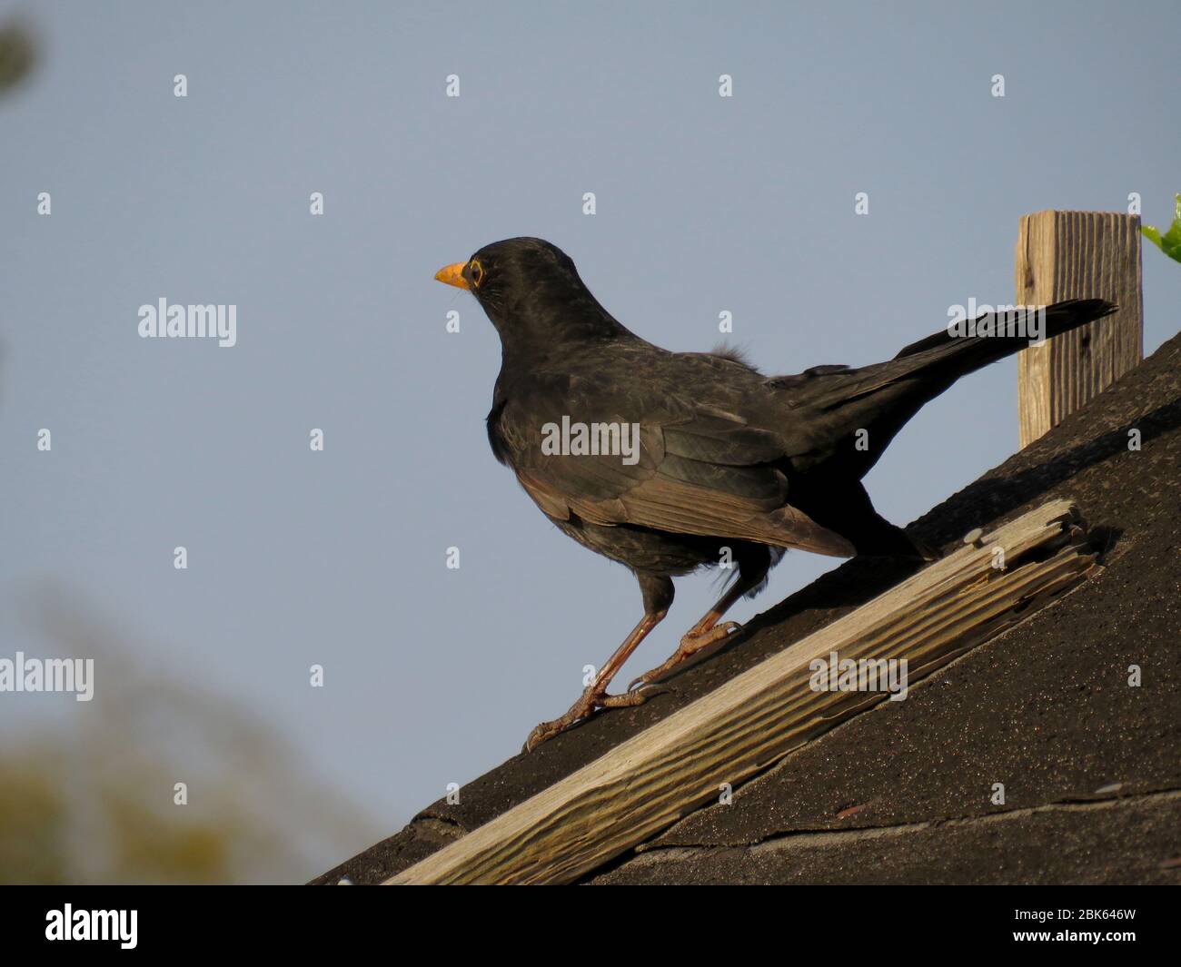 Disheveled Bird High Resolution Stock Photography and Images - Alamy