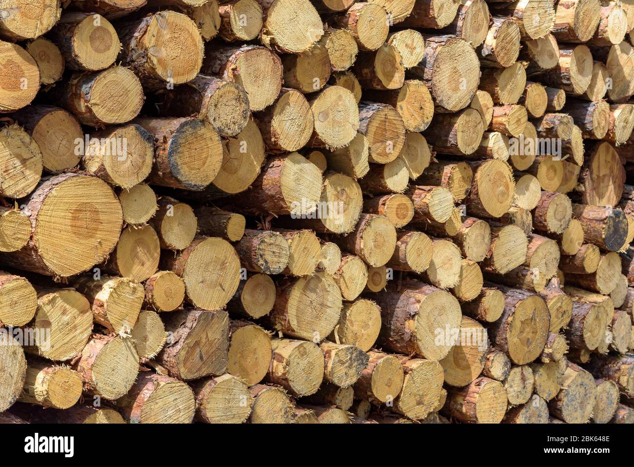 Closeup of pine wooden logs stack as a background Stock Photo - Alamy
