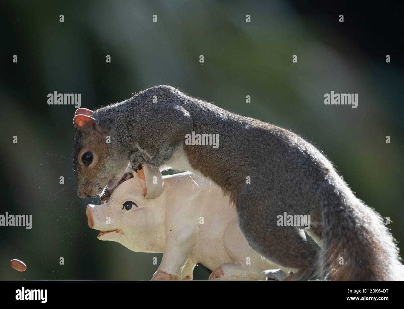 Grey squirrel leans over a traditional pottery piggy bank money box to ...