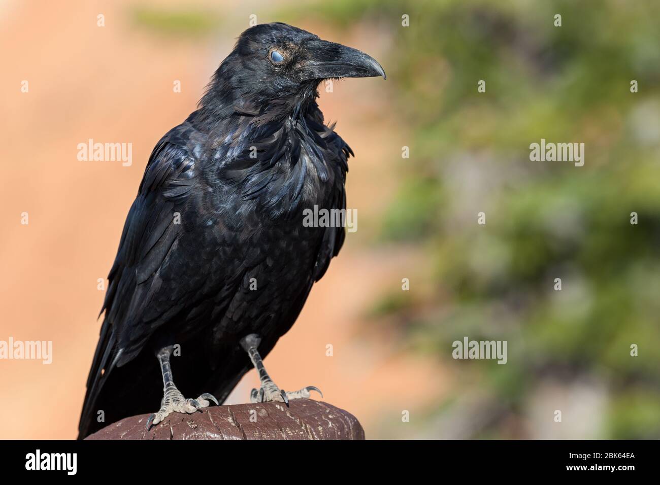 Common Raven at Bryce Canyon, Utah, United States Stock Photo - Alamy