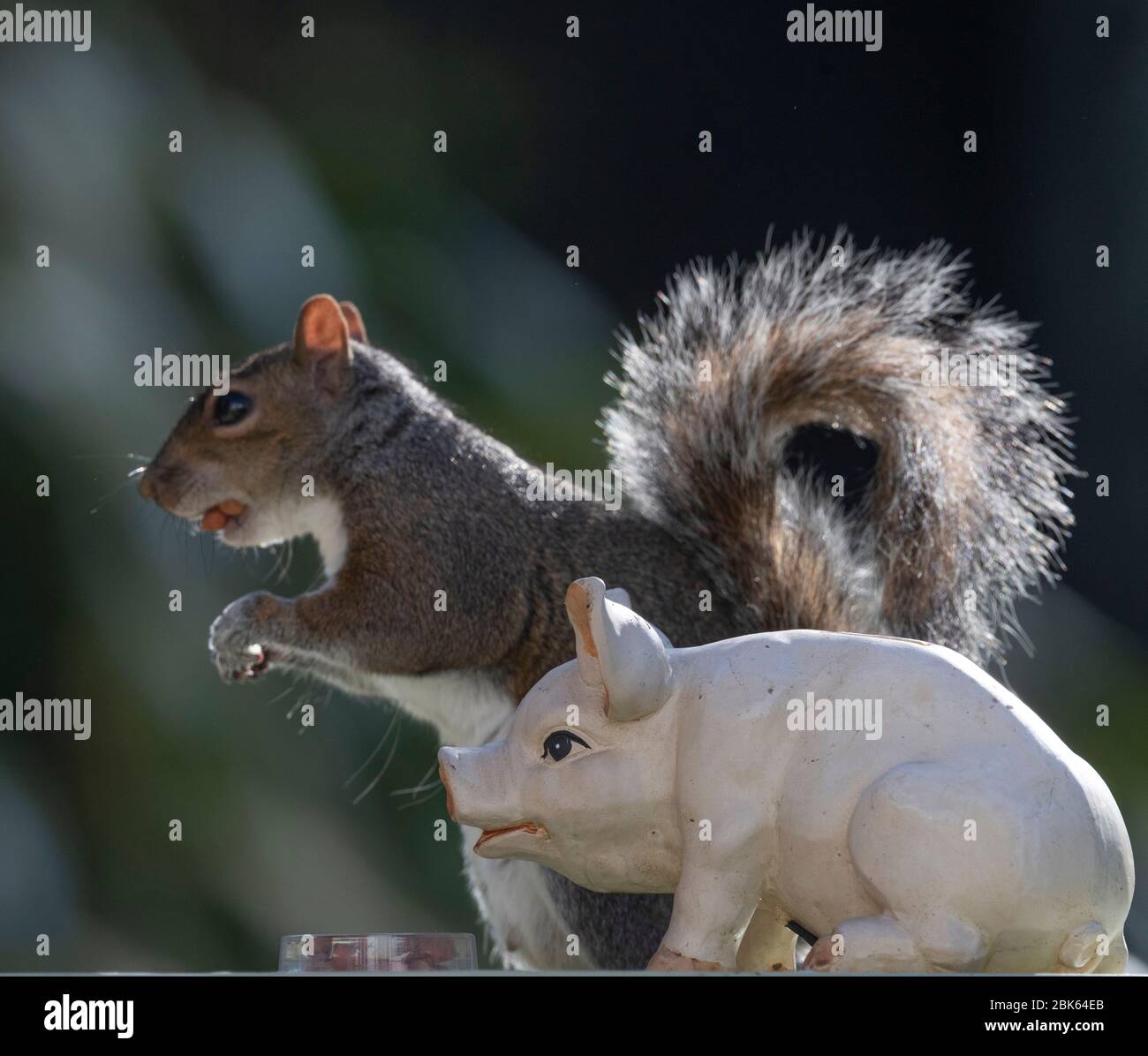 Grey squirrel sits alongside a traditional pottery piggy bank money box ...