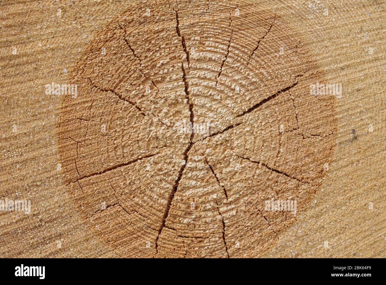 Cut tree stump as natural background or texture Stock Photo - Alamy