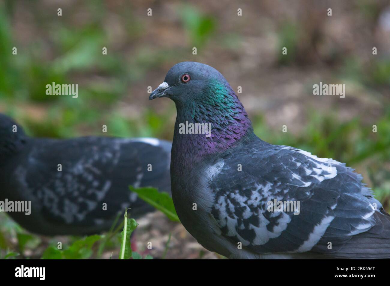 Messenger pigeon hi-res stock photography and images - Alamy