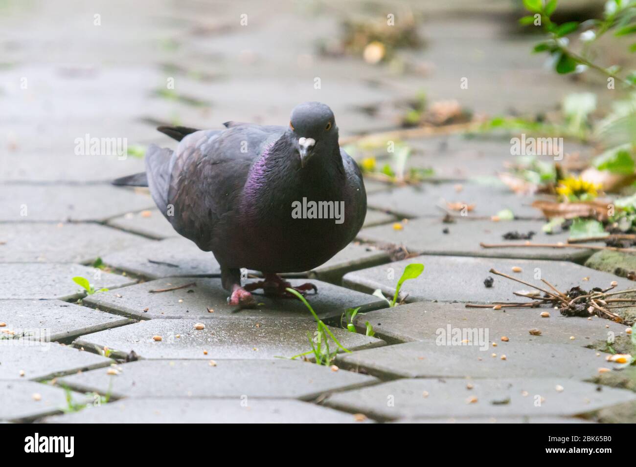 Messenger pigeon hi-res stock photography and images - Alamy