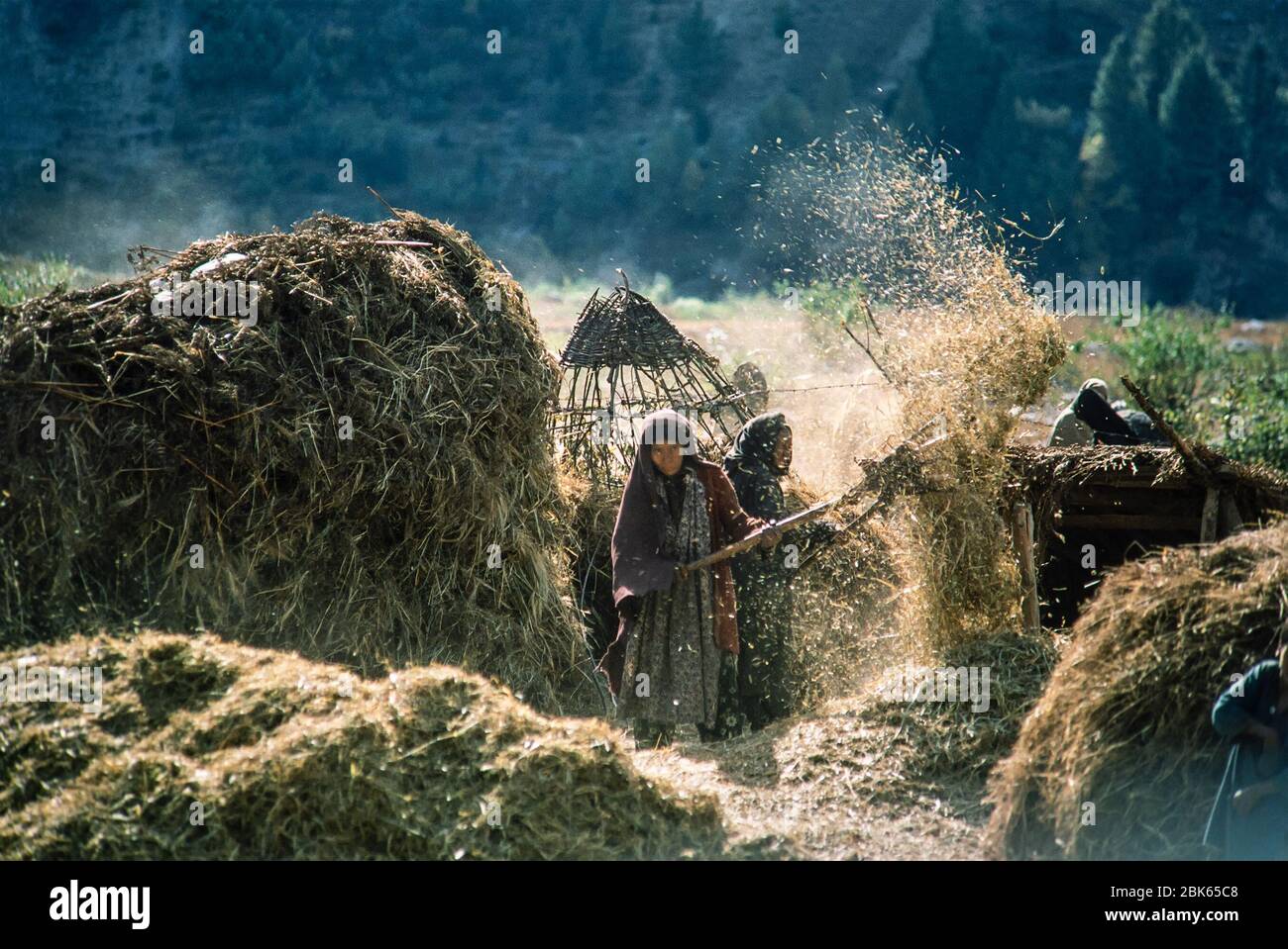 Jammu and Kashmir, India - Oct 1986: Women winnowing the crop during ...