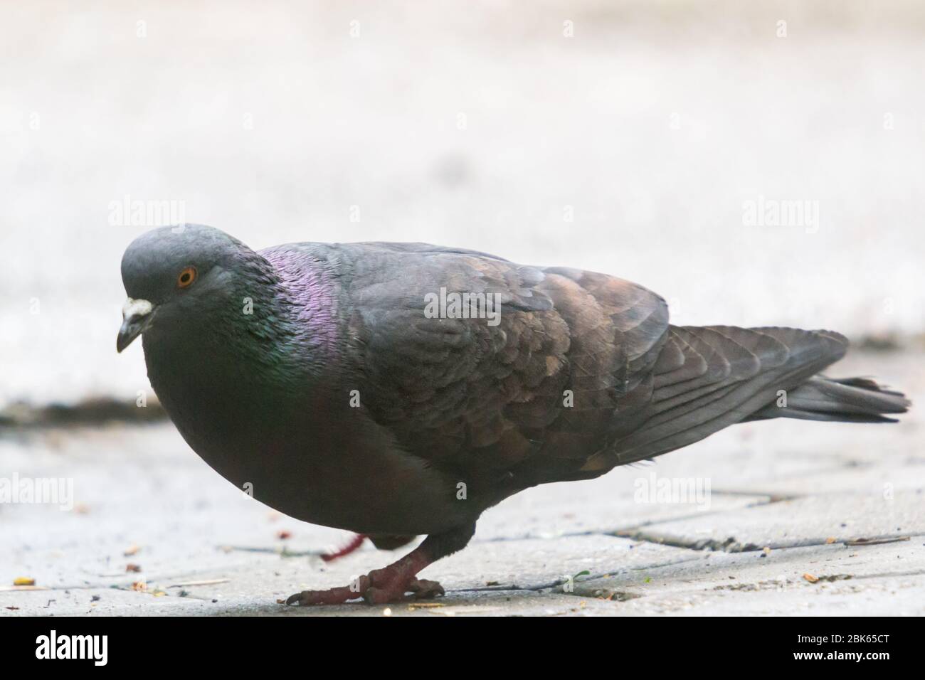 Messenger pigeon hi-res stock photography and images - Alamy