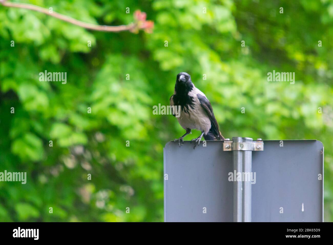 Hooded crow standing on a road sign Stock Photo - Alamy