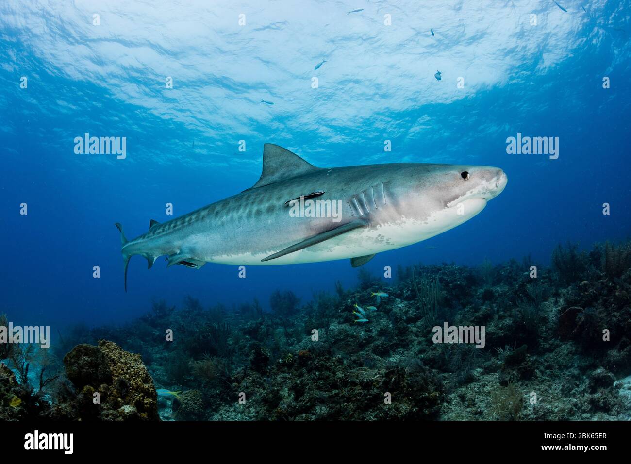 Shark in Bahams Stock Photo - Alamy