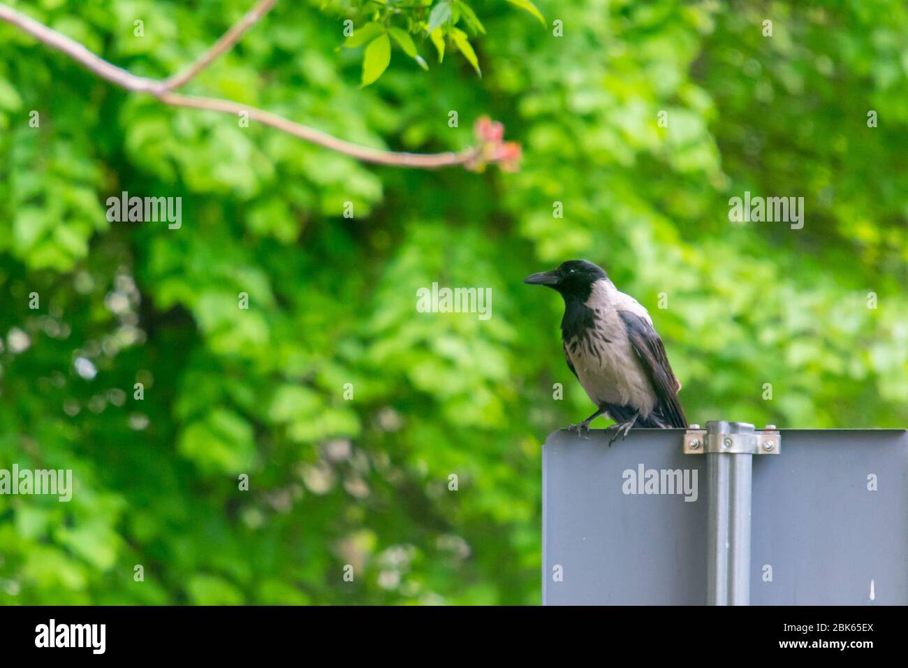 Hooded crow standing on a road sign Stock Photo - Alamy