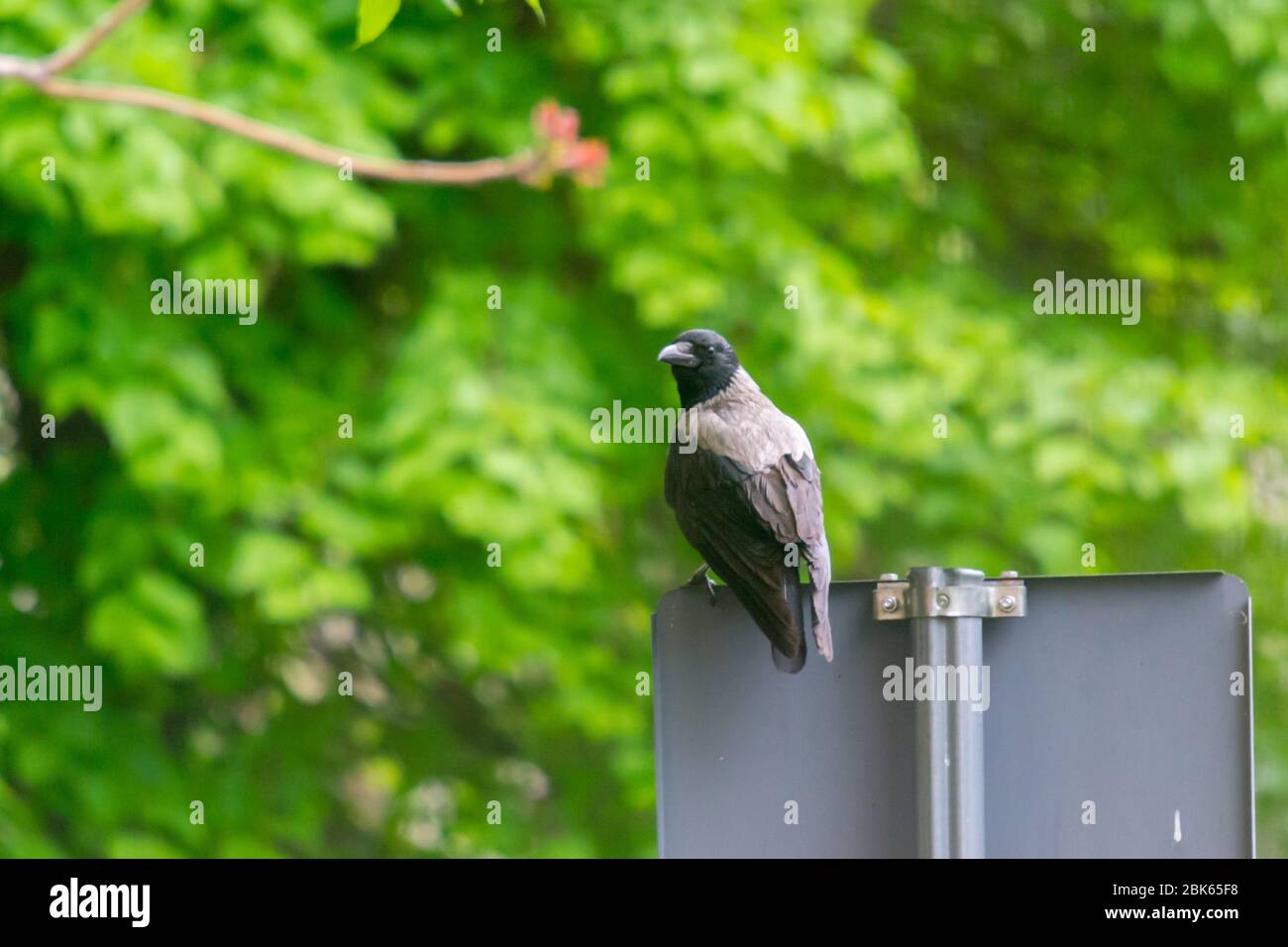 Hooded crow standing on a road sign Stock Photo - Alamy