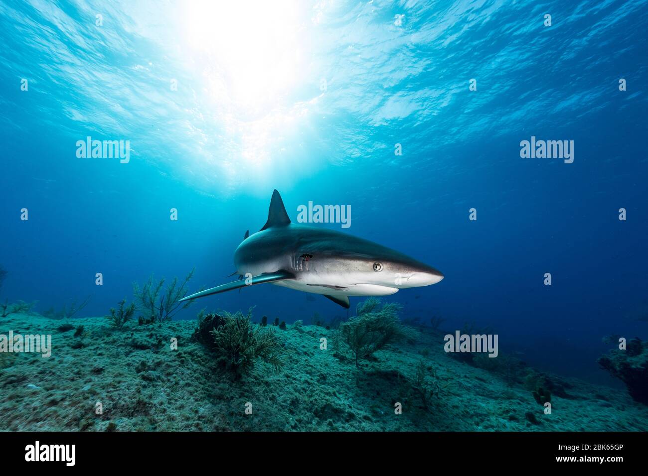 Shark in Bahams Stock Photo - Alamy
