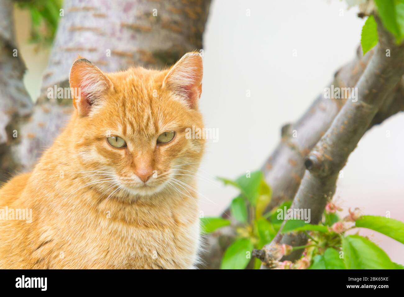 Domestic cat cherry tree hi-res stock photography and images - Alamy
