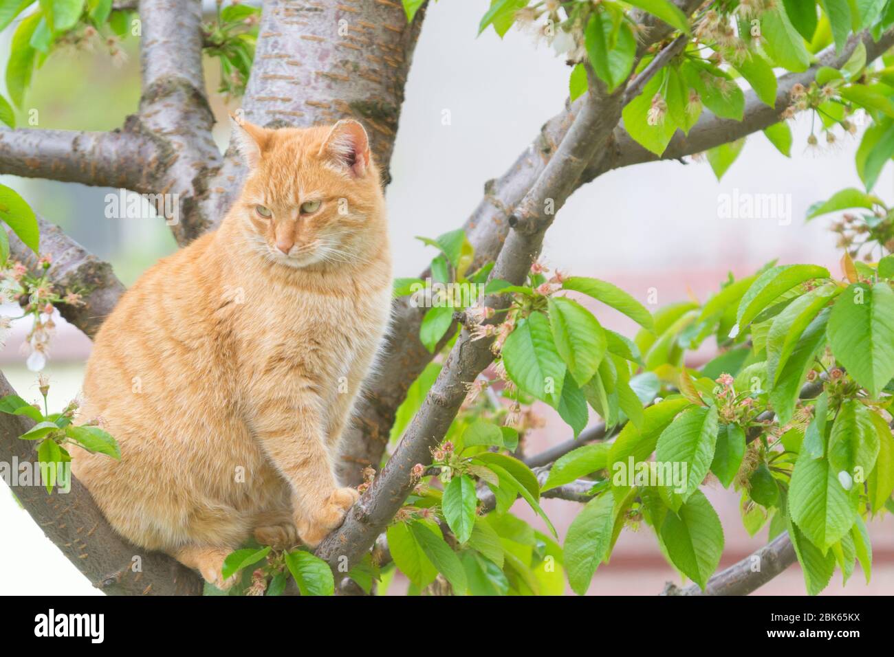 Domestic cat cherry tree hi-res stock photography and images - Alamy