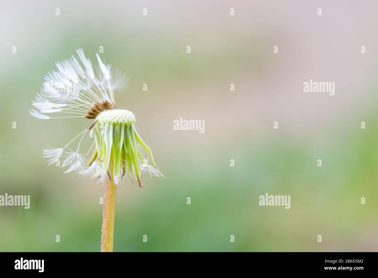 half broken dandelion close-up photo Stock Photo - Alamy