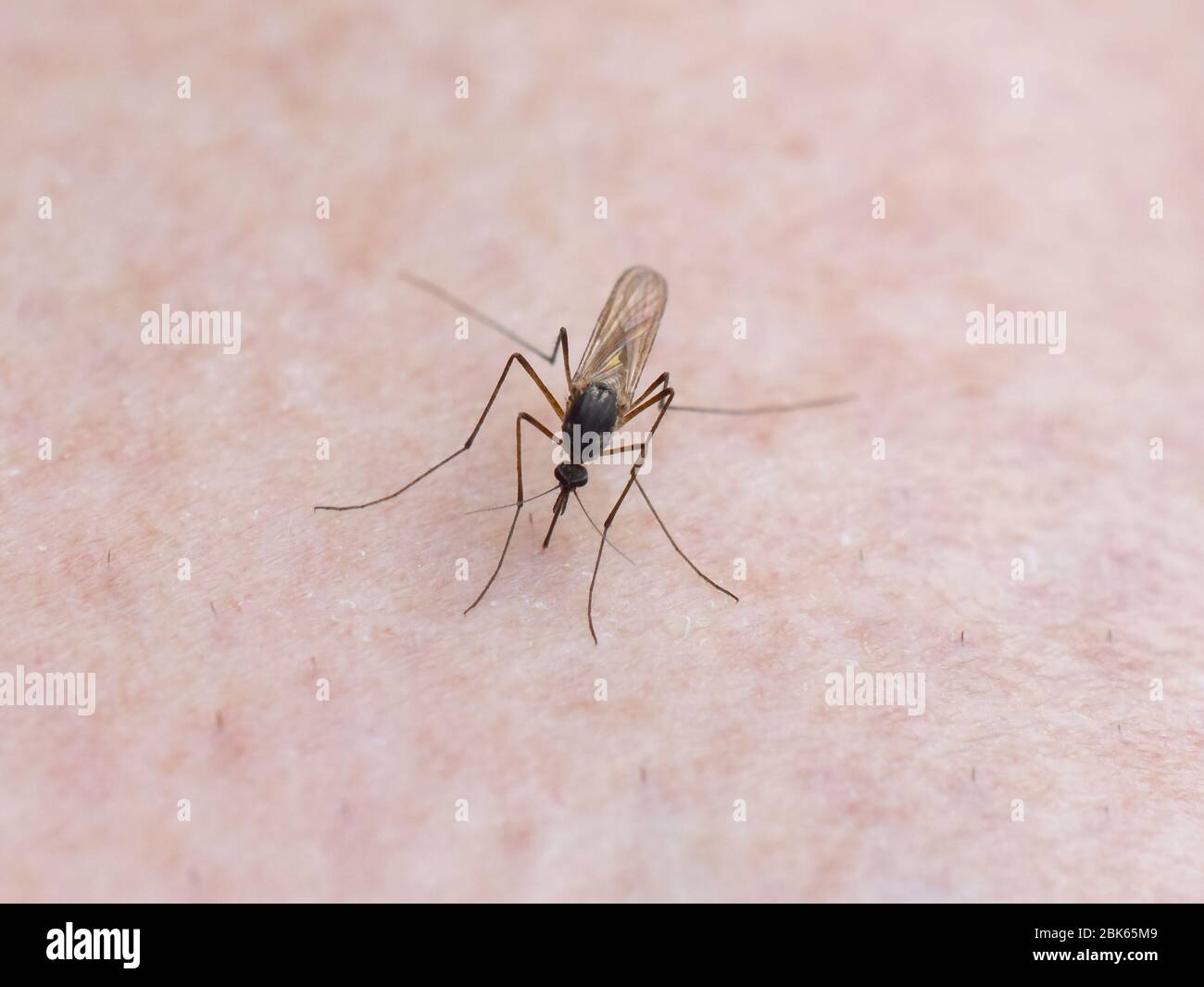 Close up on mosquito on human skin biting Stock Photo - Alamy