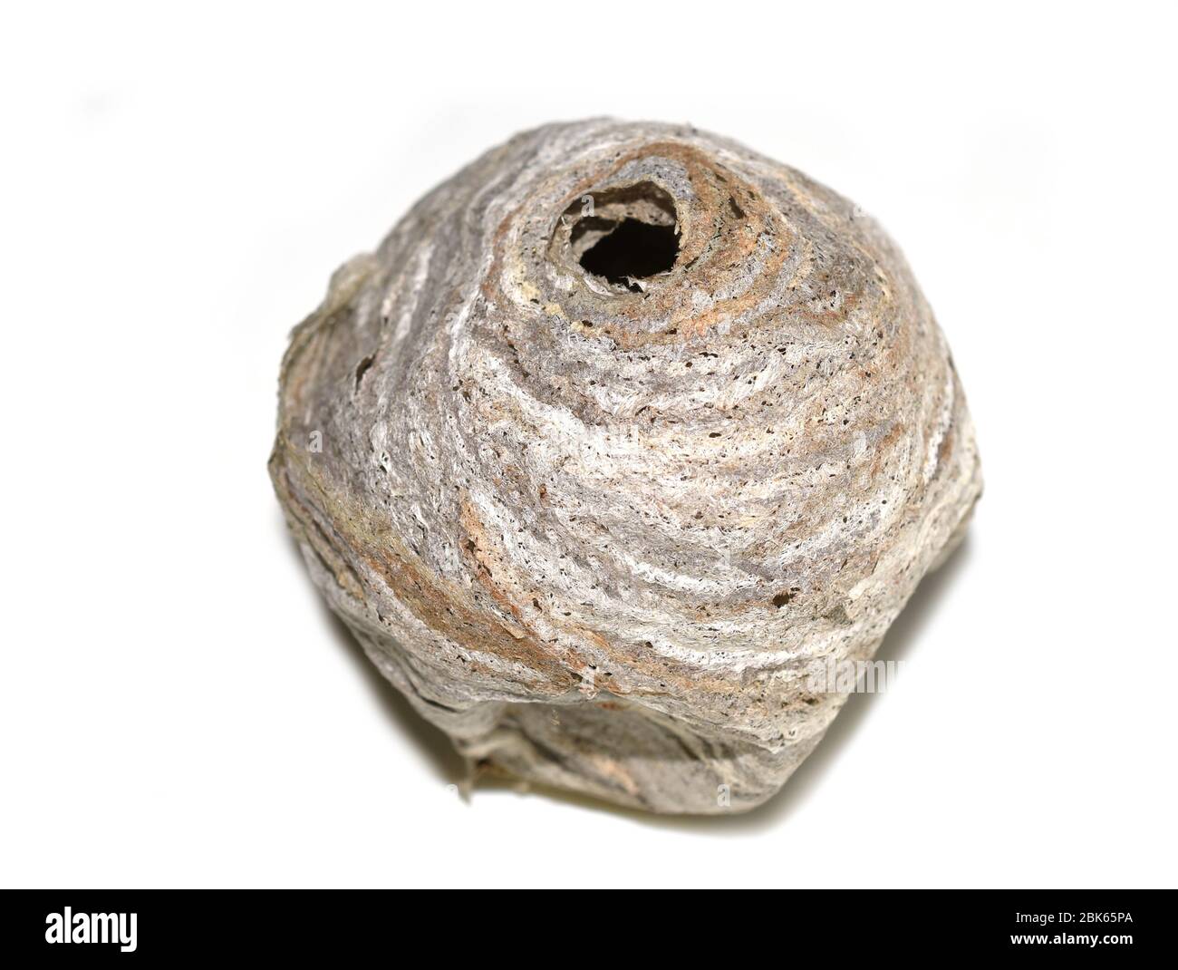 Old wasp nest hi-res stock photography and images - Alamy