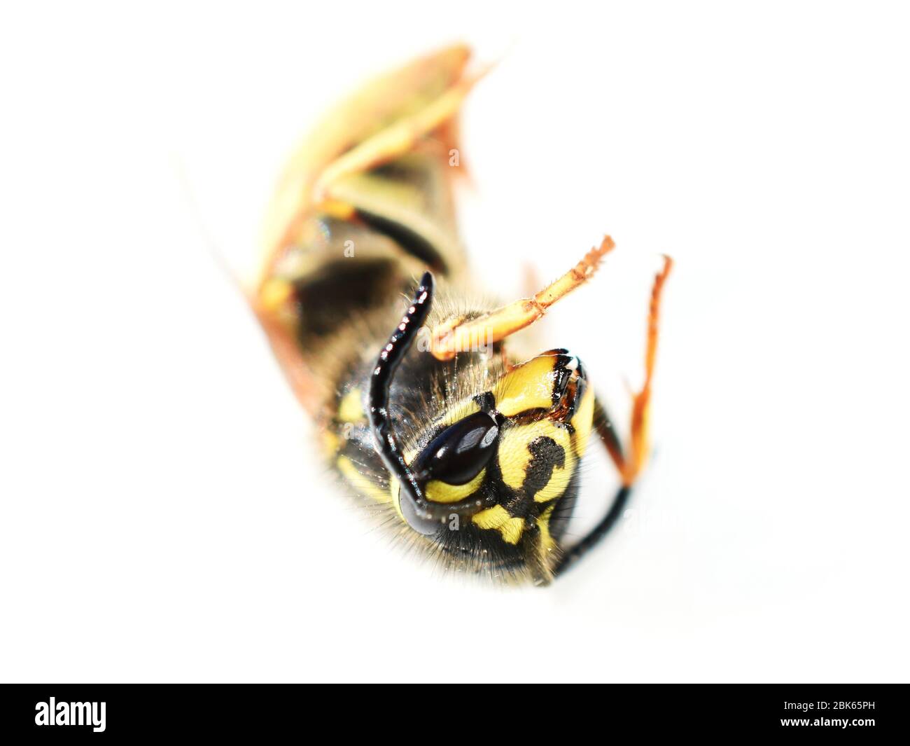 Close-up on head on Norwegian wasp Dolichovespula norwegica laying on ...