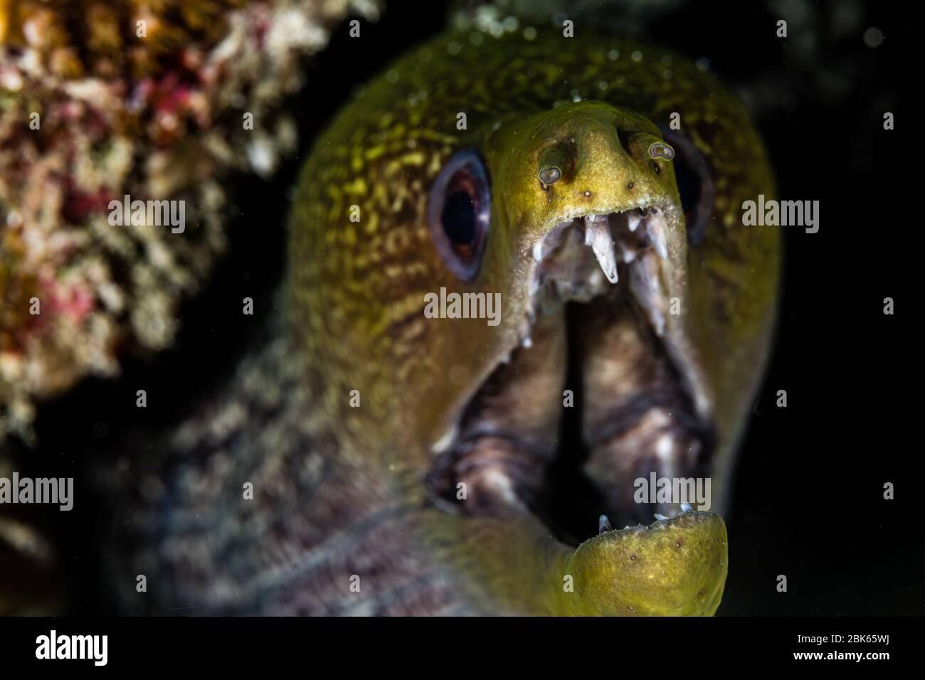 Moray eel with open mouth Stock Photo - Alamy