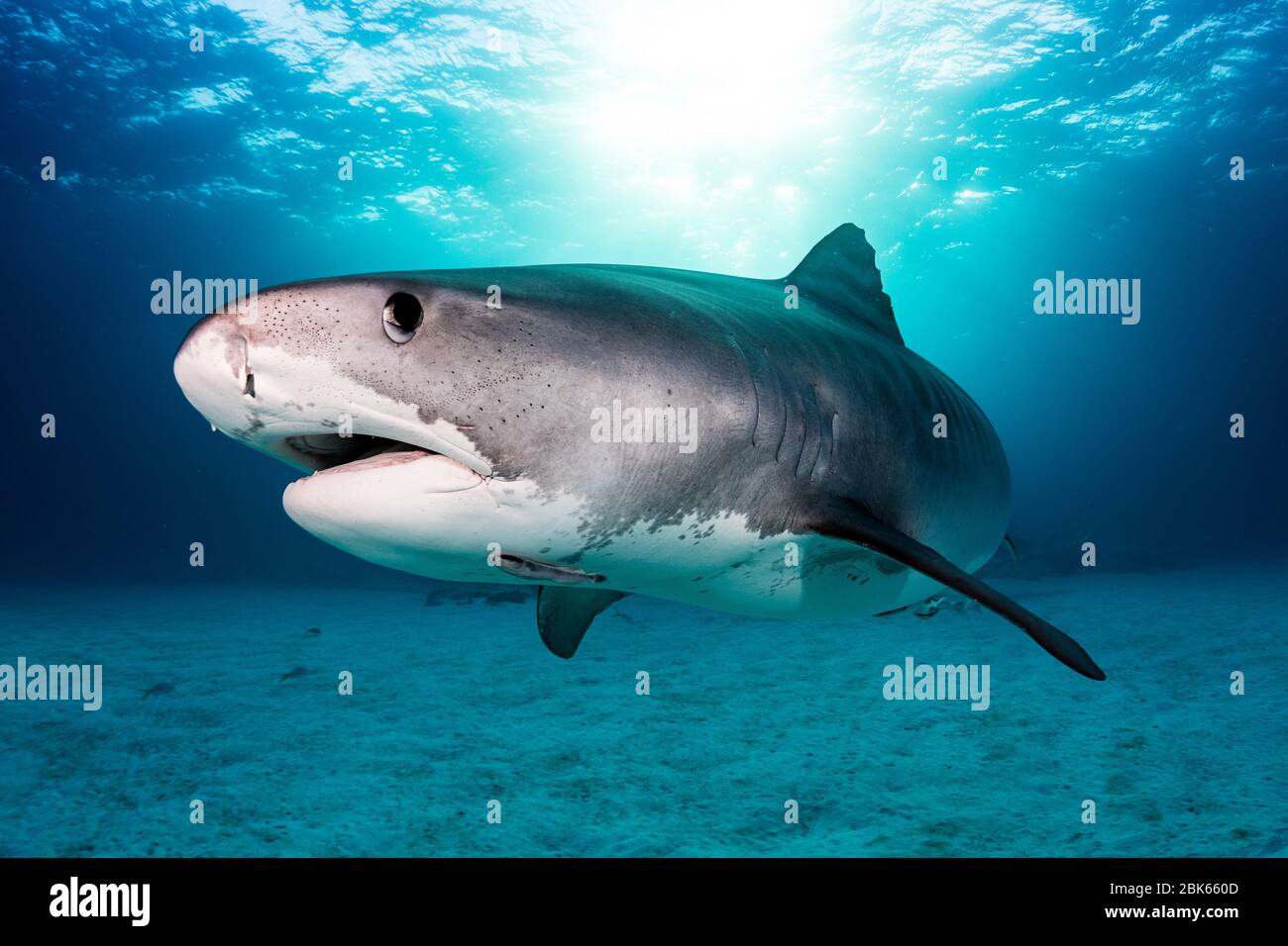 Shark in Bahams Stock Photo - Alamy