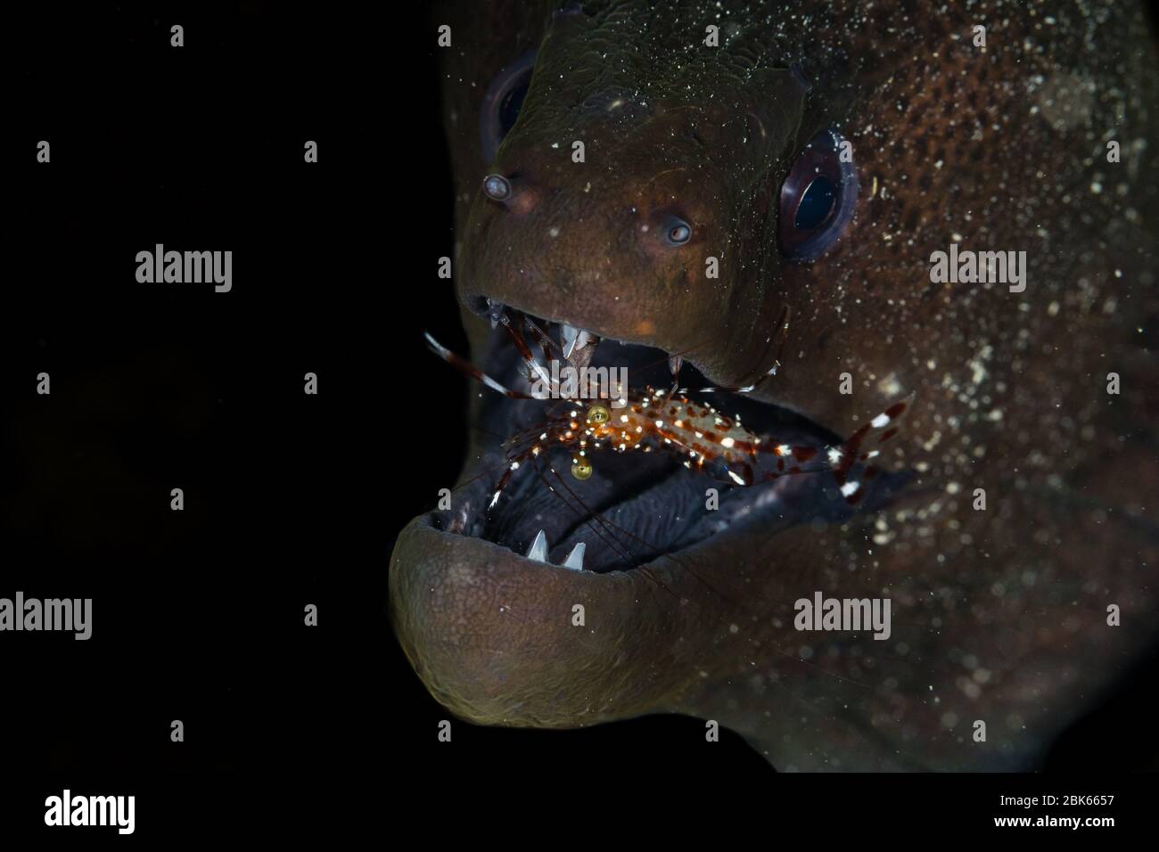 Moray eel with open mouth Stock Photo - Alamy