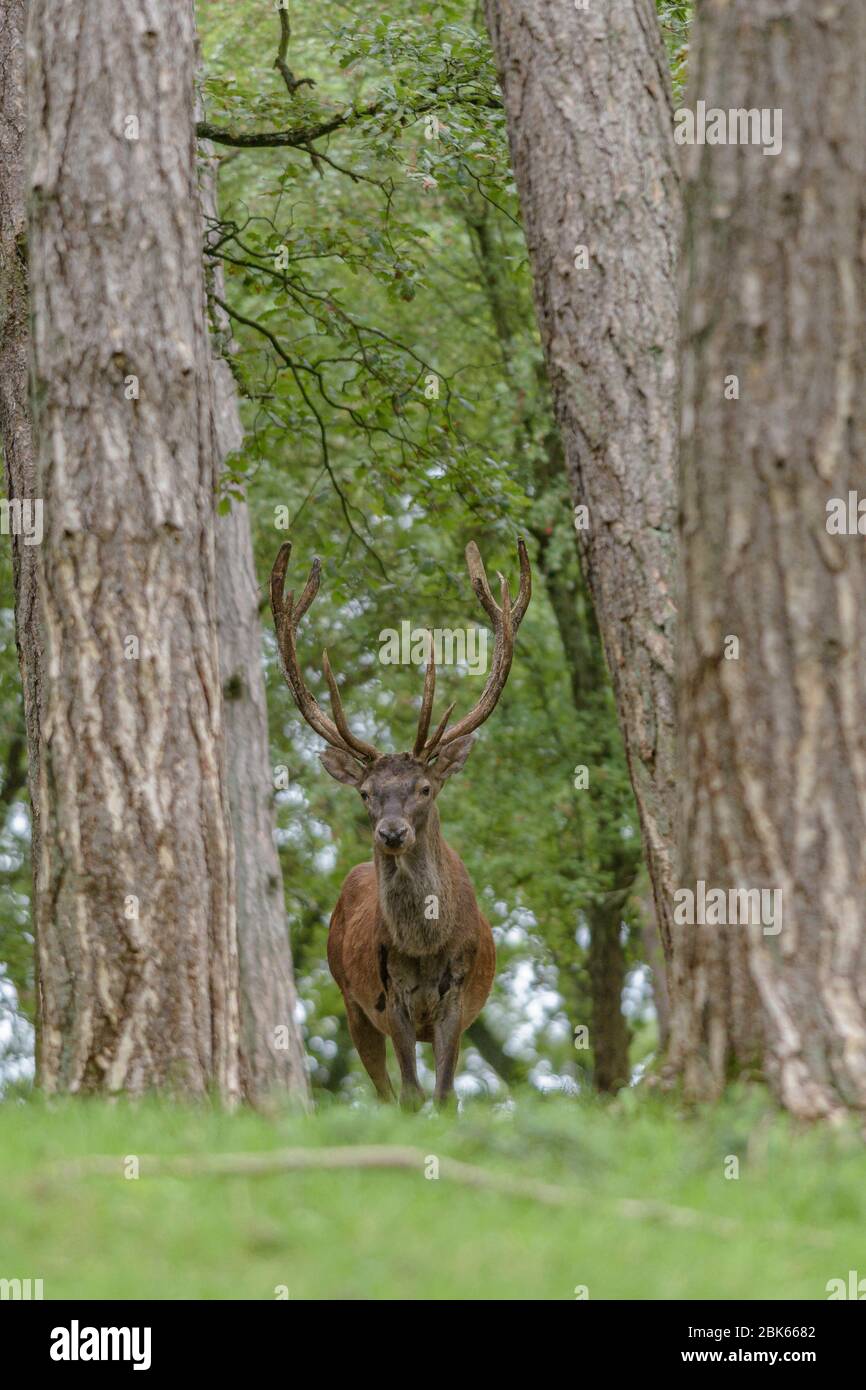A red deer stag in a forest with pine and oaks Stock Photo - Alamy