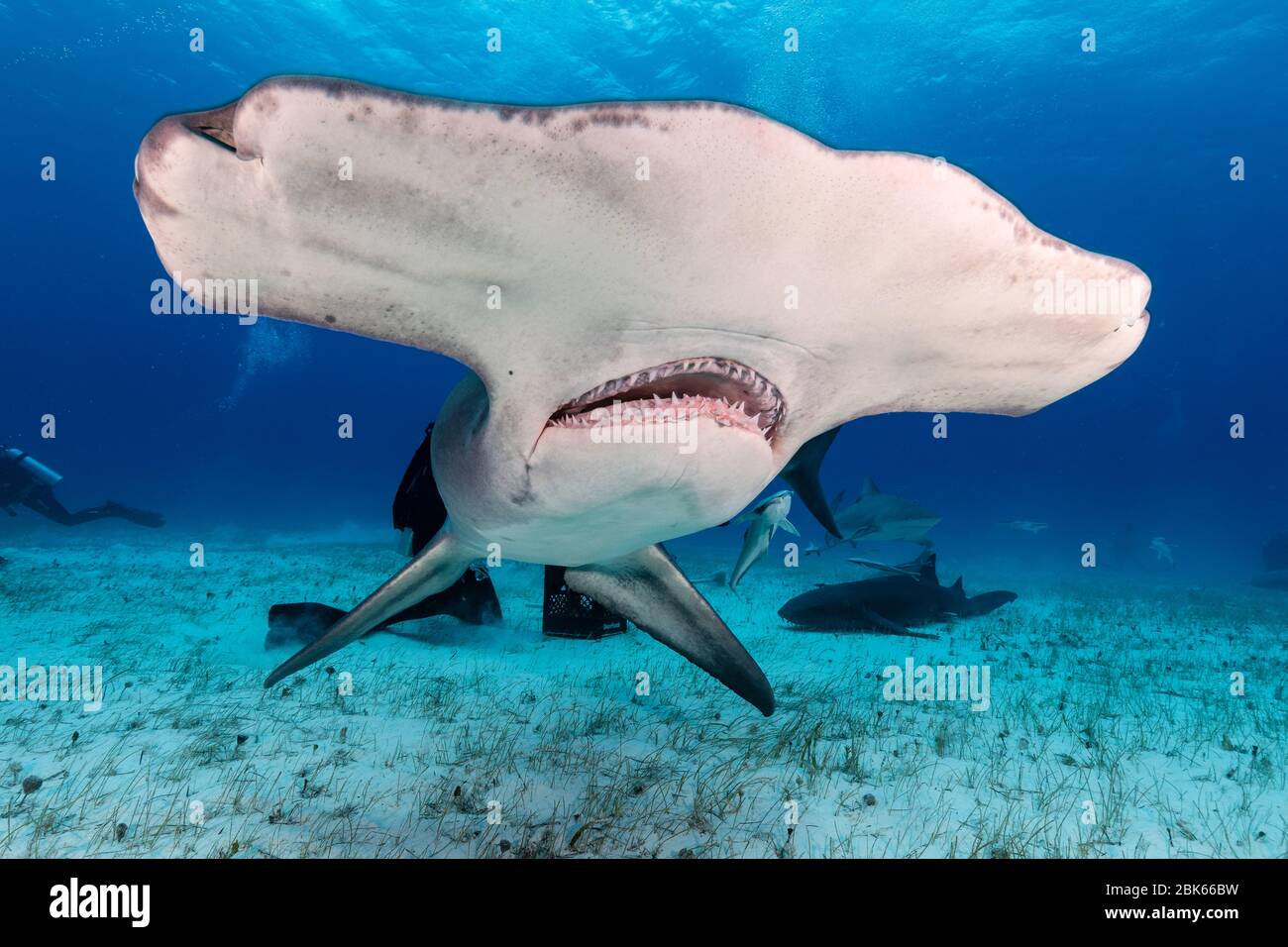Great Hammerhead in the shallow Water of the Bahamas Stock Photo - Alamy